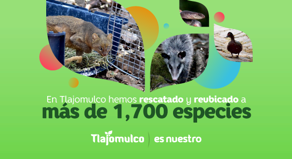 En Tlajomulco hemos rescatado y reubicado a más de 1,700 animales ...